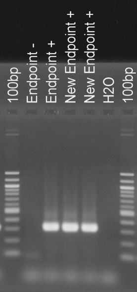 B. dendrobatidis genomic DNA PCR control