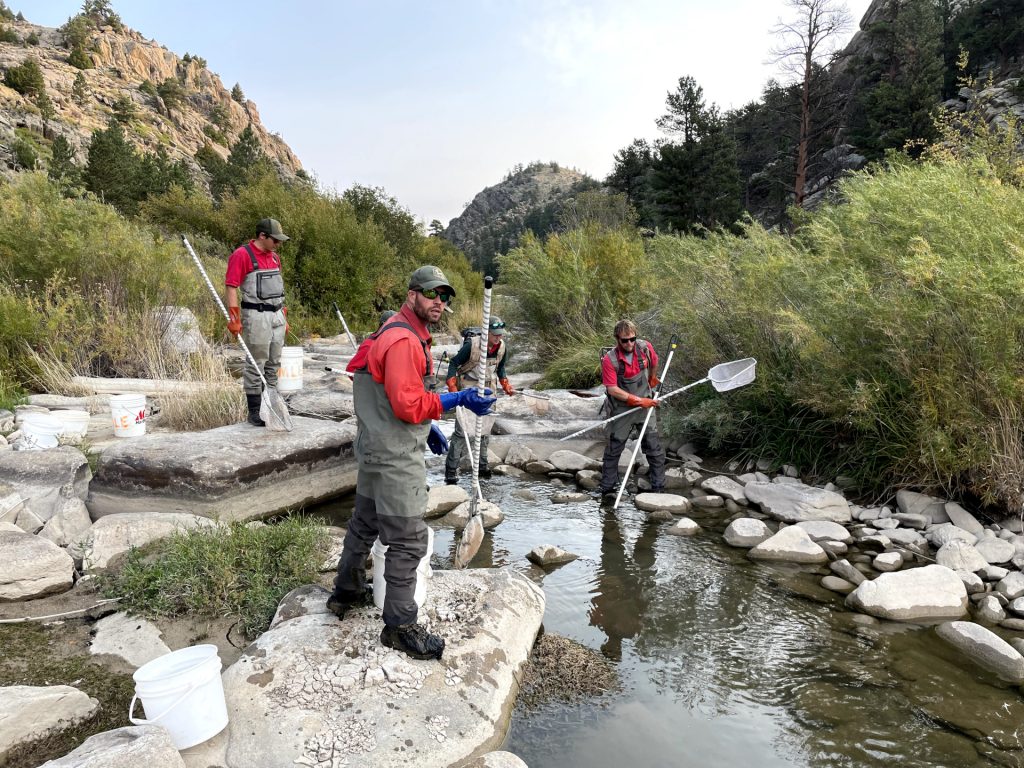 Conservation of a Critically Imperiled Fish Species in Wyoming