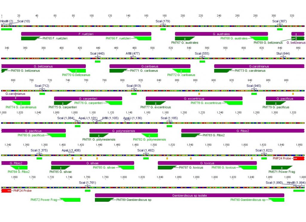 Gambierdiscus plasmid qPCR control kit